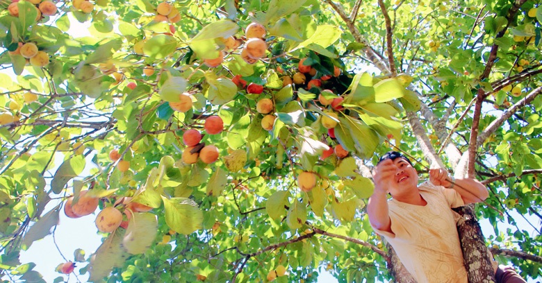 Trái Hồng Đà Lạt đang Chín Vàng, Chín đỏ ở Lâm Đồng, Vườn Nào Cũng Xôn ...