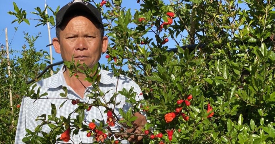 Trồng Lựu đỏ Ra Quả Mang Hạt Như Ngọc Ruby ở Lâm Đồng, Chỉ Bán Cành ...