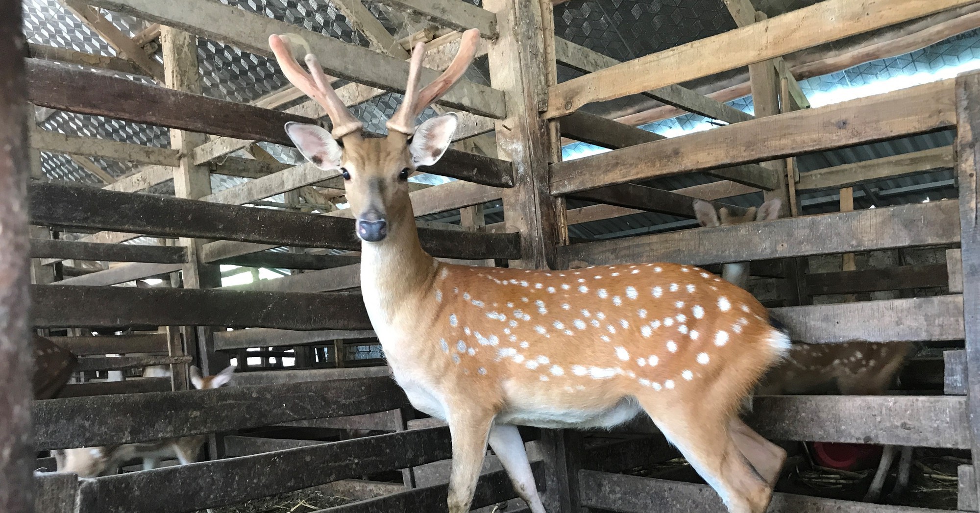 Đây Là Xã Nuôi Hươu Lấy Nhung Nhiều Nhất Tỉnh Nghệ An, Mùa Hái Lộc, Có ...
