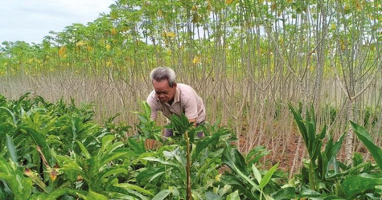 Rau Móp Là Rau Gì, ăn Ngon Cỡ Nào Mà Một ông Nông Dân Sài Gòn Trồng Bán ...